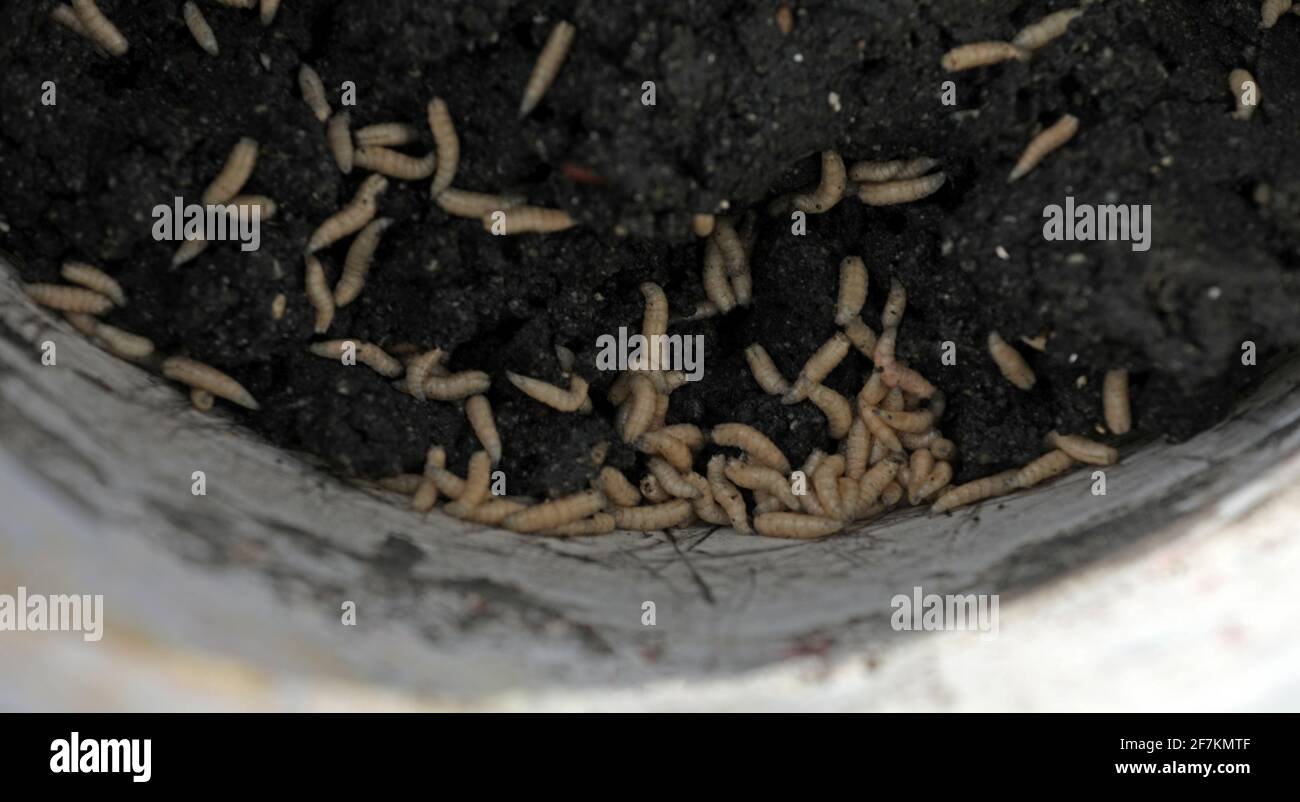 Maggots in fish feed when fishing Stock Photo - Alamy