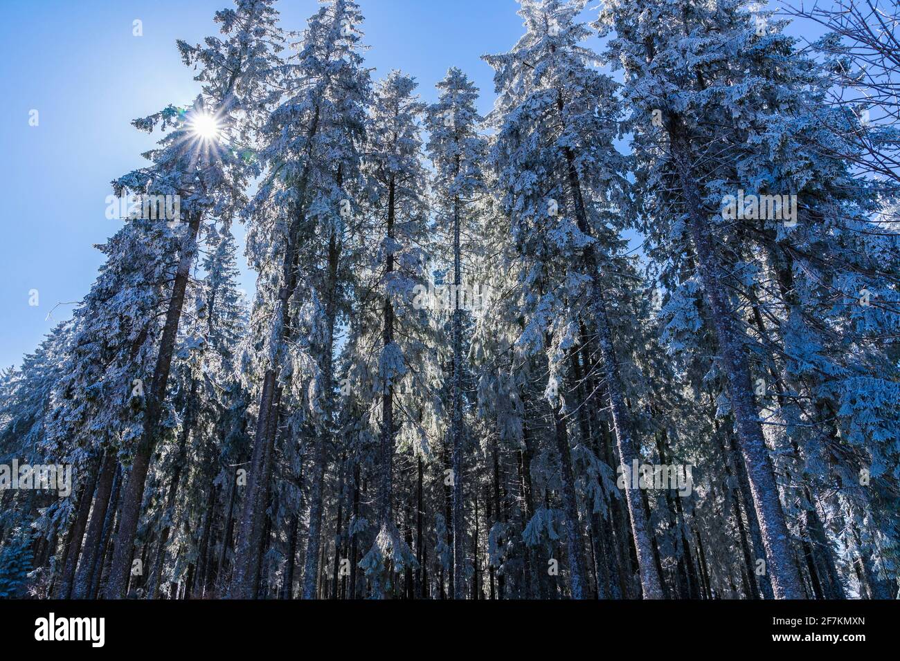 Germany, Magical white snowflakes falling down from tall conifer tree ...