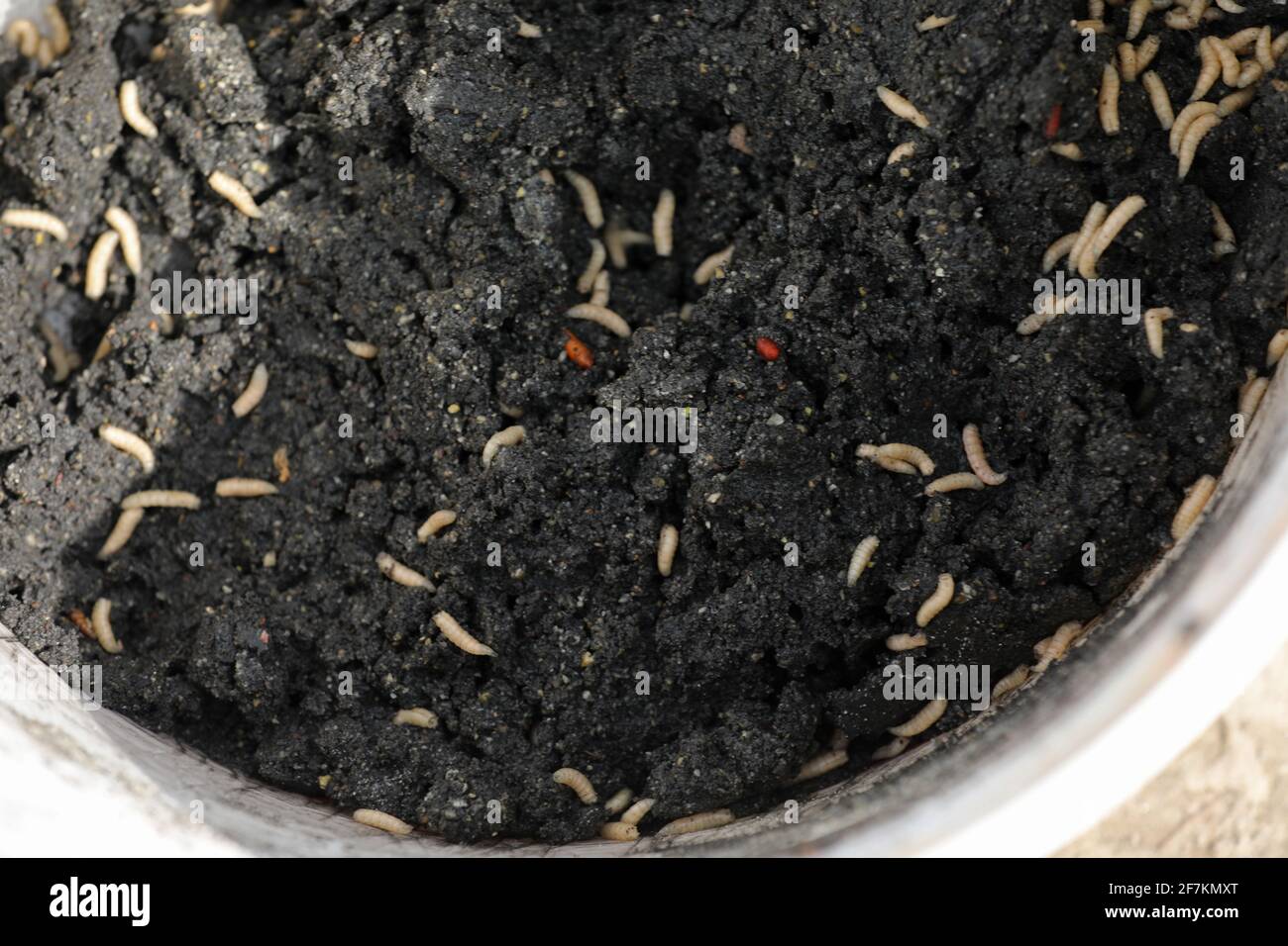Maggots in fish feed when fishing Stock Photo - Alamy