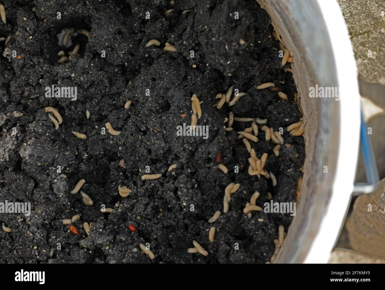 Maggots in fish feed when fishing Stock Photo - Alamy