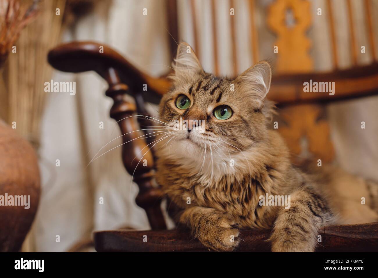 Beautiful tabby cat with curious look relaxing on wooden chair in ...
