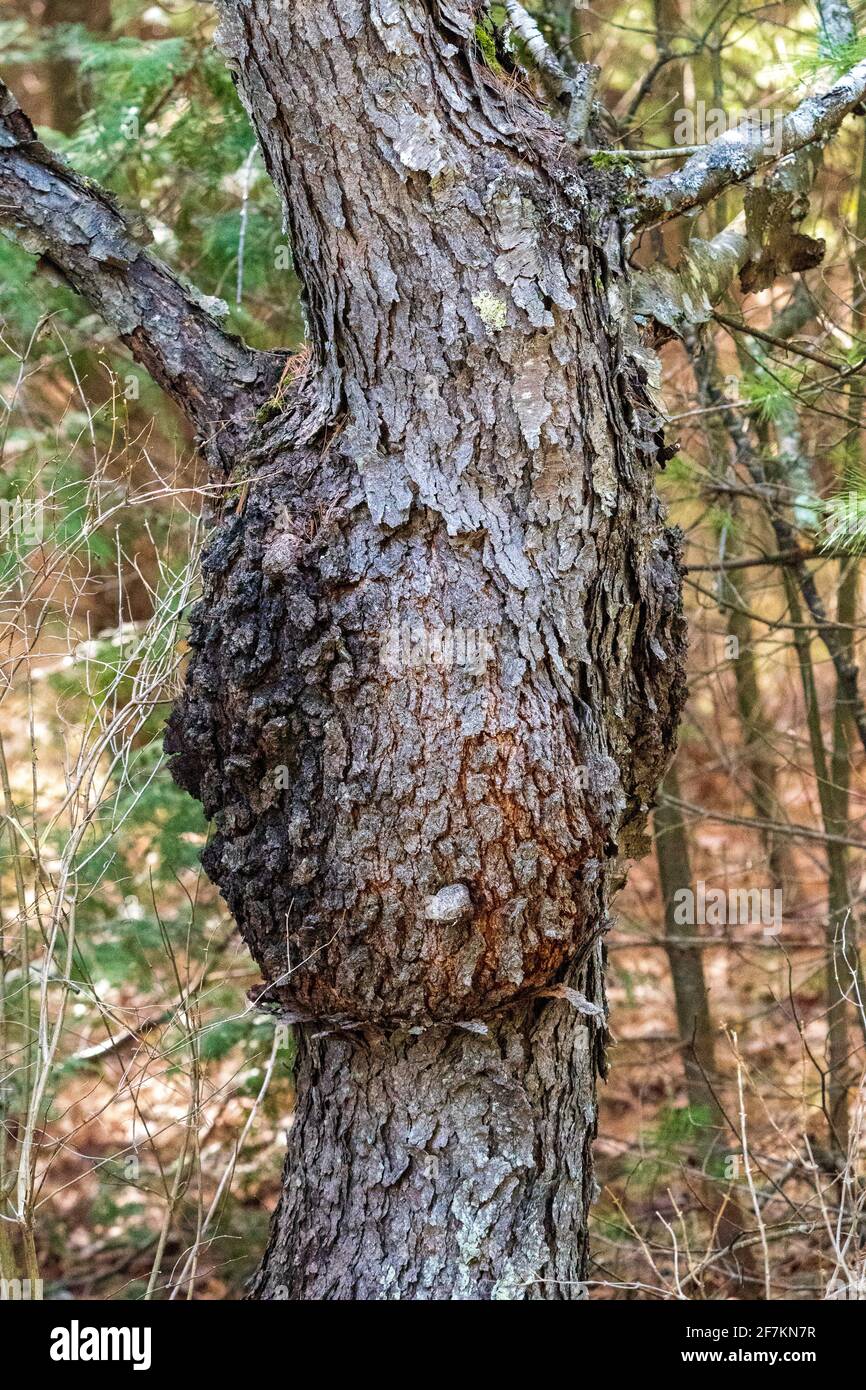 Tree burl hi-res stock photography and images - Alamy