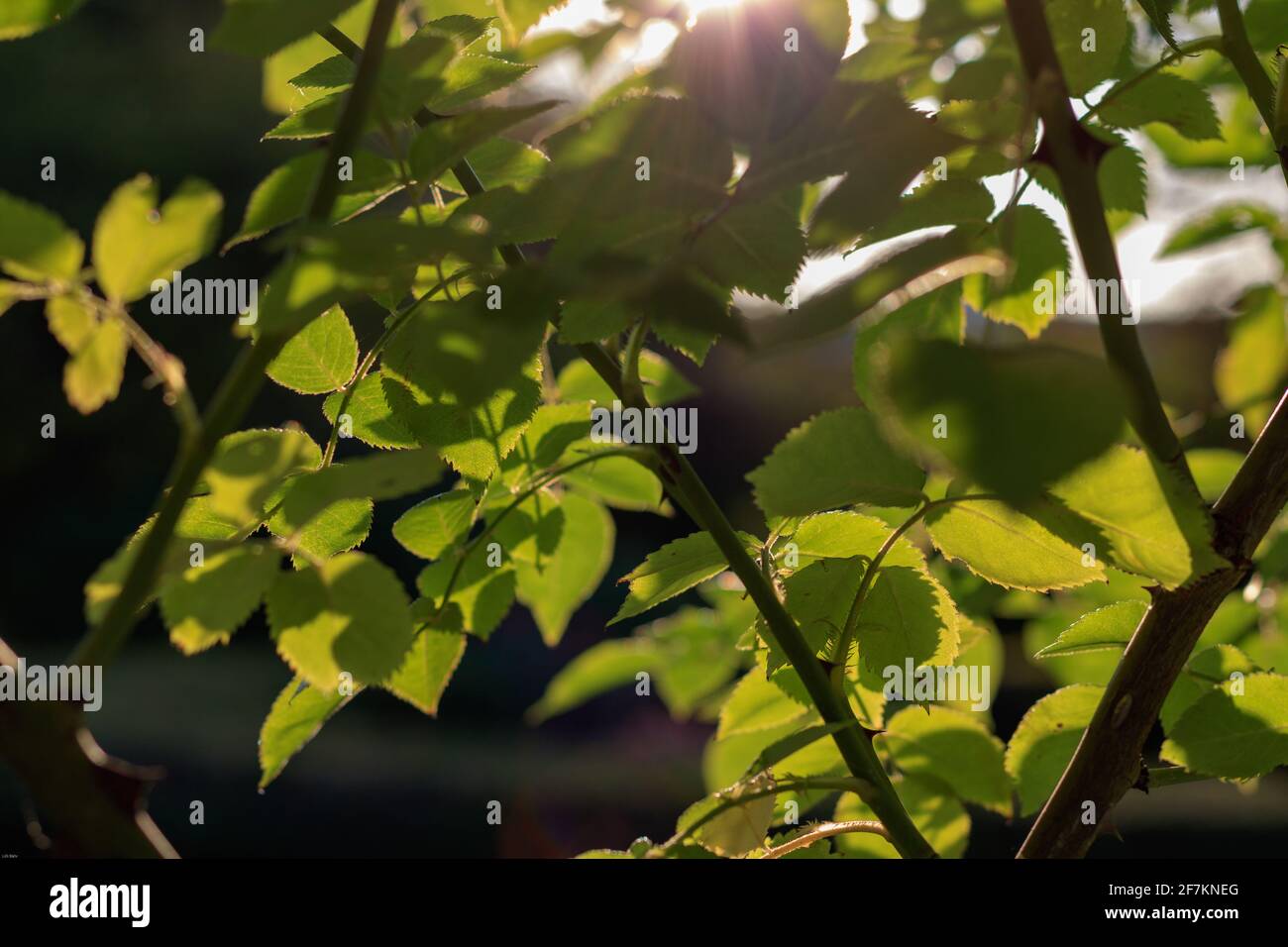 Sunlight Filtering Through Green Leaves Creating Natural Shadows and ...
