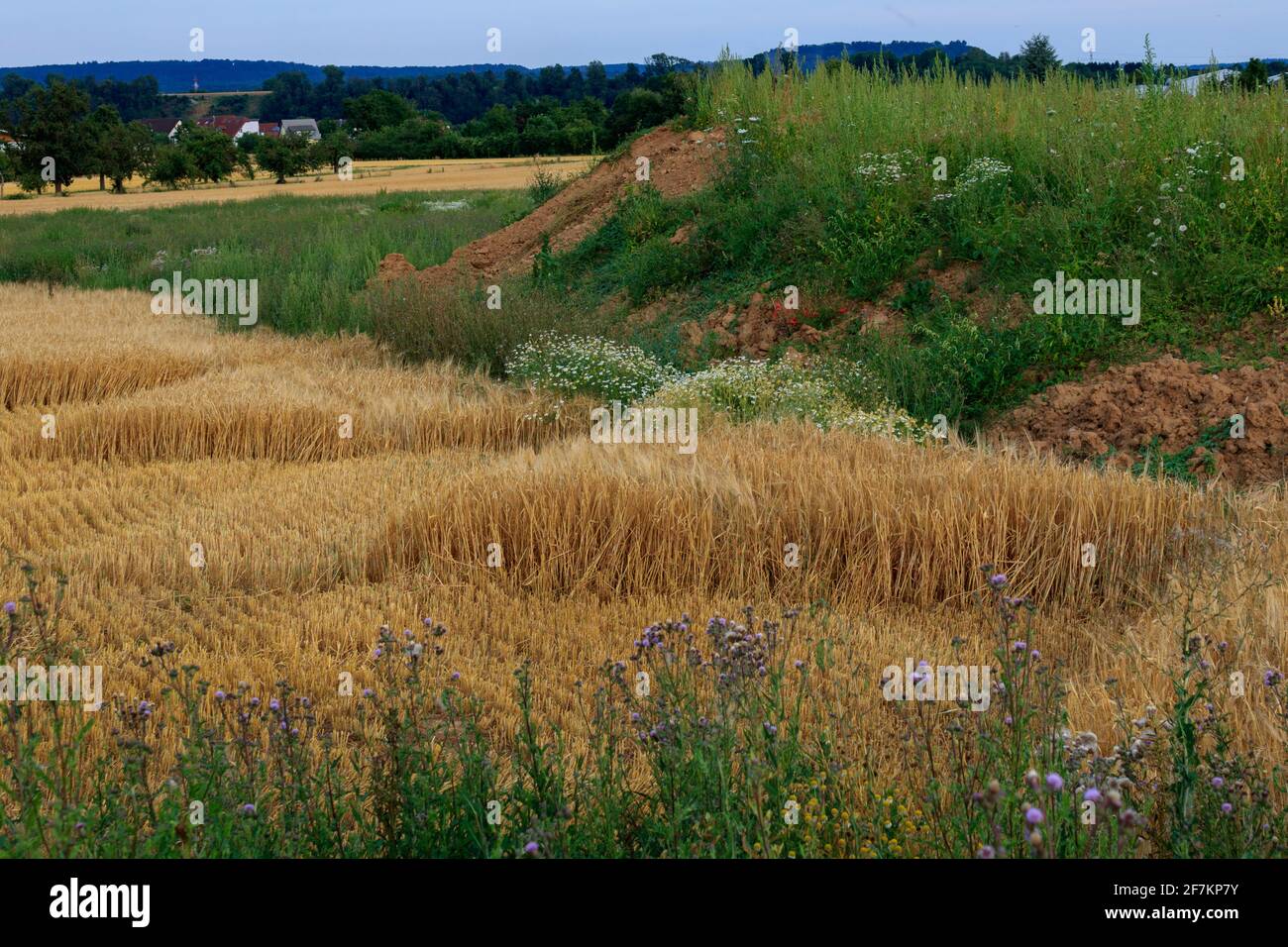 agricultural field in rural landscape in Germany Stock Photo - Alamy