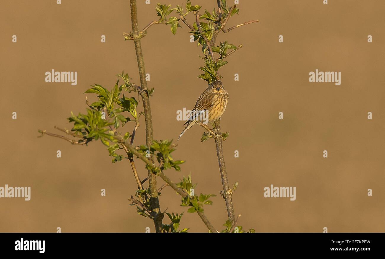 Linnet captured in morning light hi-res stock photography and images ...