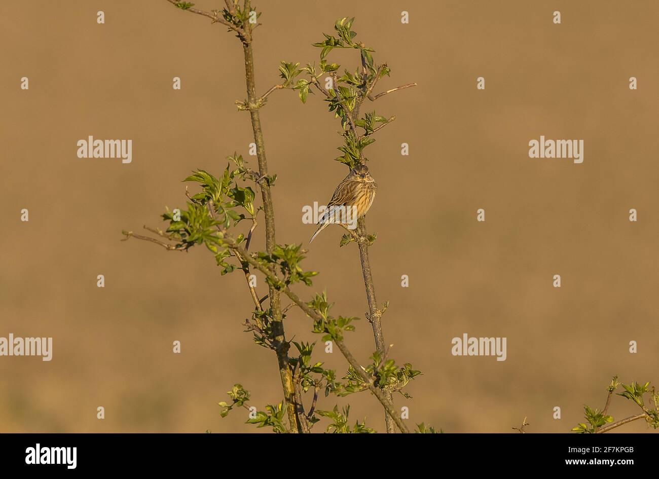 Linnet captured in the open fields hi-res stock photography and images ...