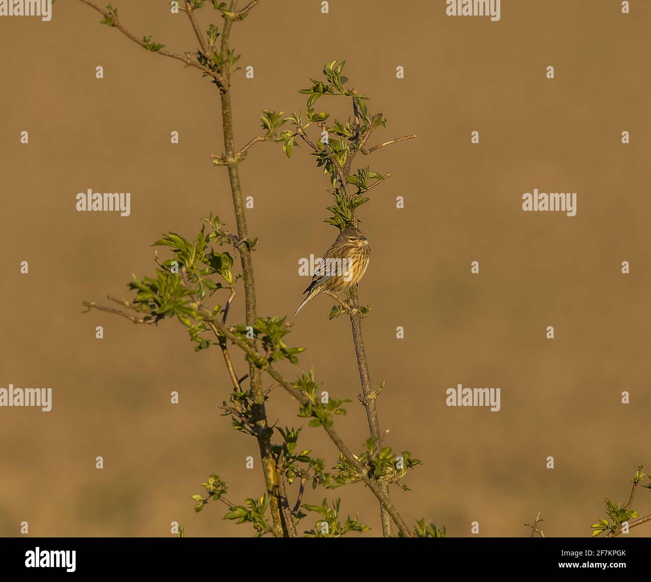 Linnet captured on canon r5 hi-res stock photography and images - Alamy