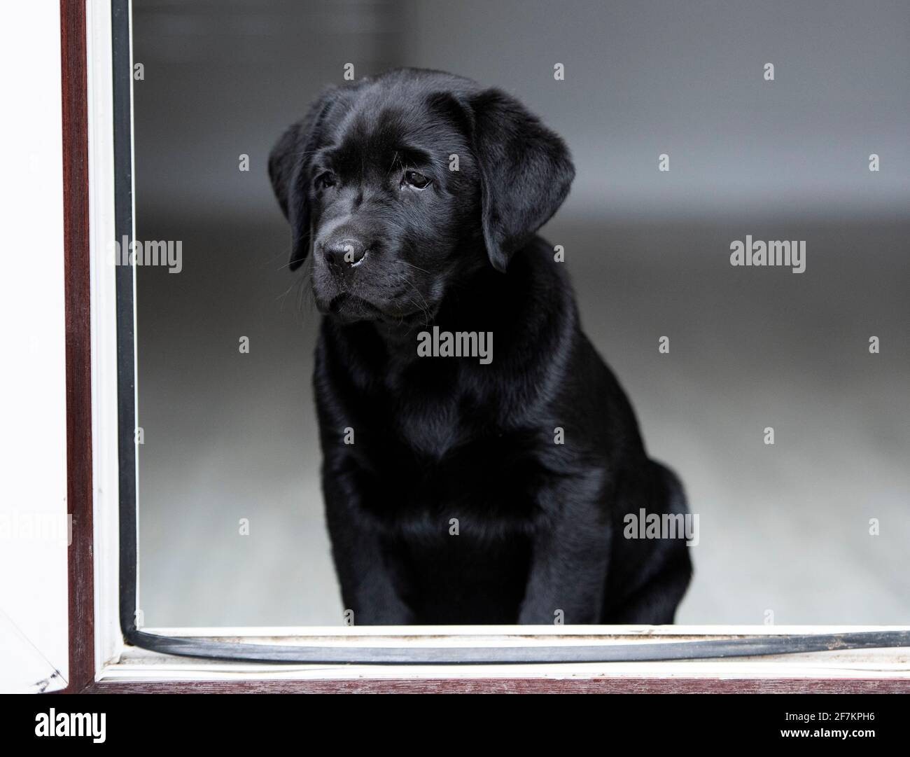 Eight Week Old Black Labrador Puppy Stock Photo - Alamy