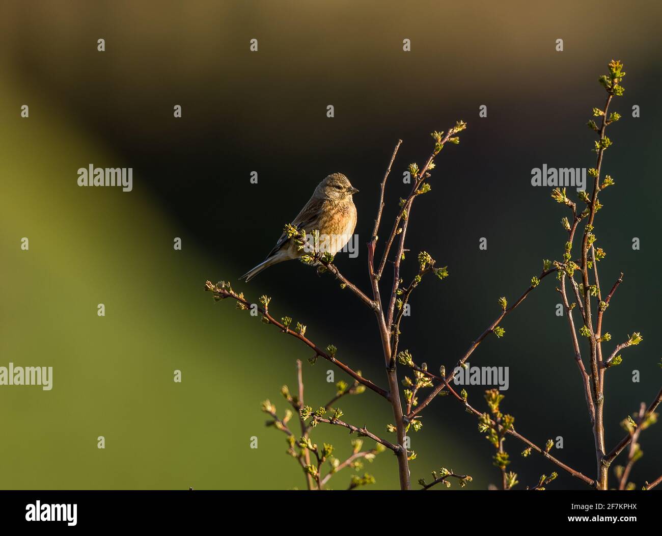 Linnet captured in the open fields hi-res stock photography and images ...