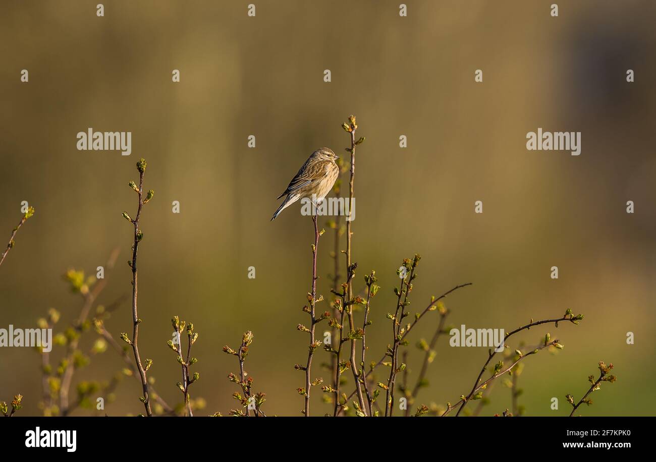 Linnet captured in morning light hi-res stock photography and images ...