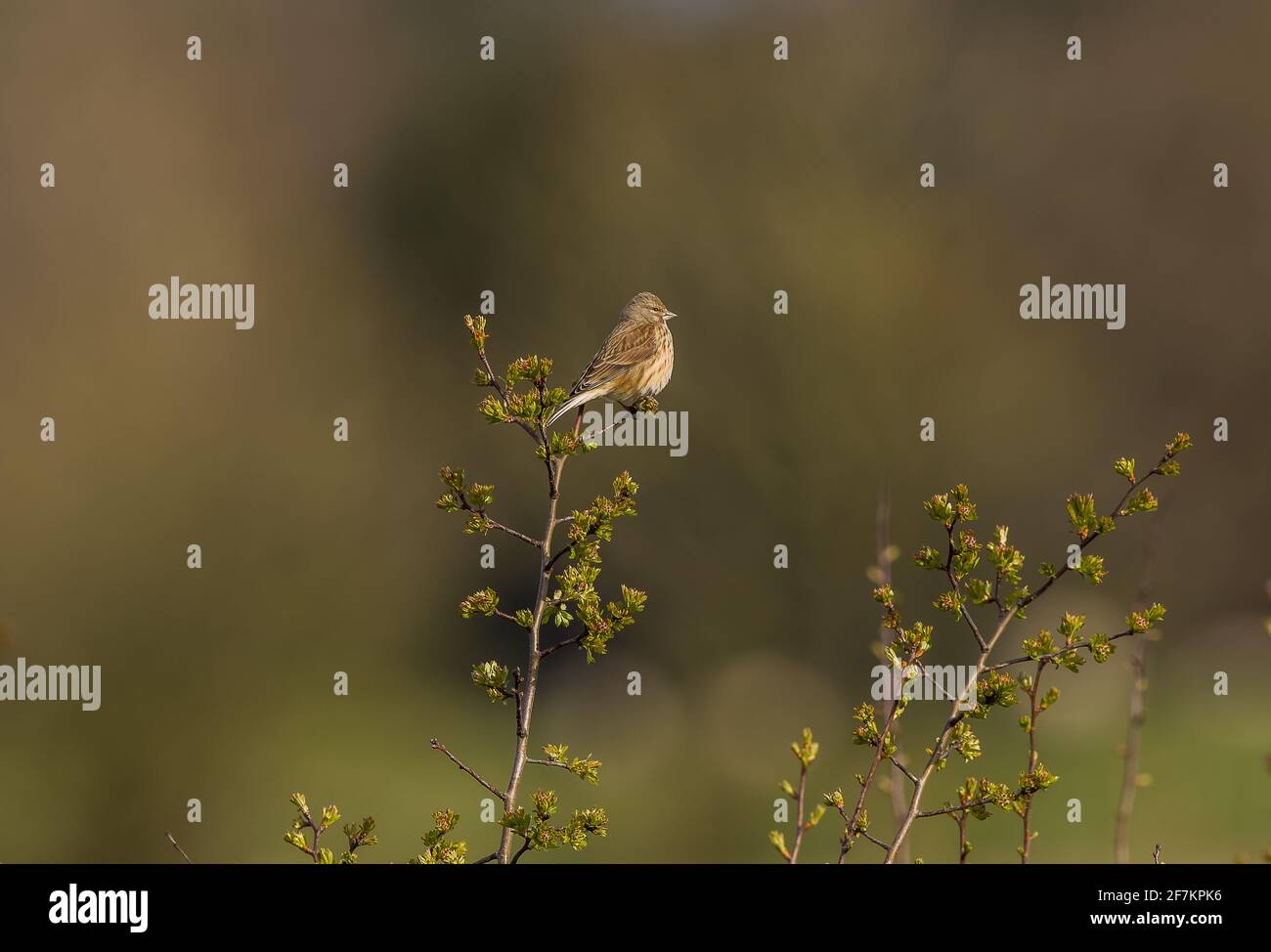 Linnet captured in the open fields hi-res stock photography and images ...
