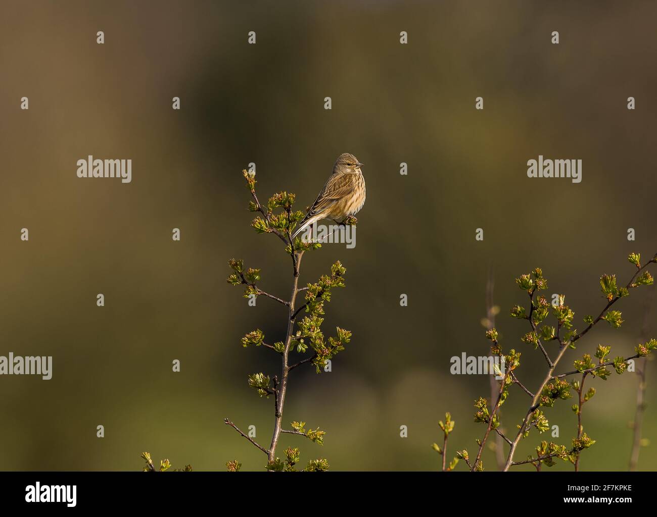 Linnet captured in the countryside hi-res stock photography and images ...