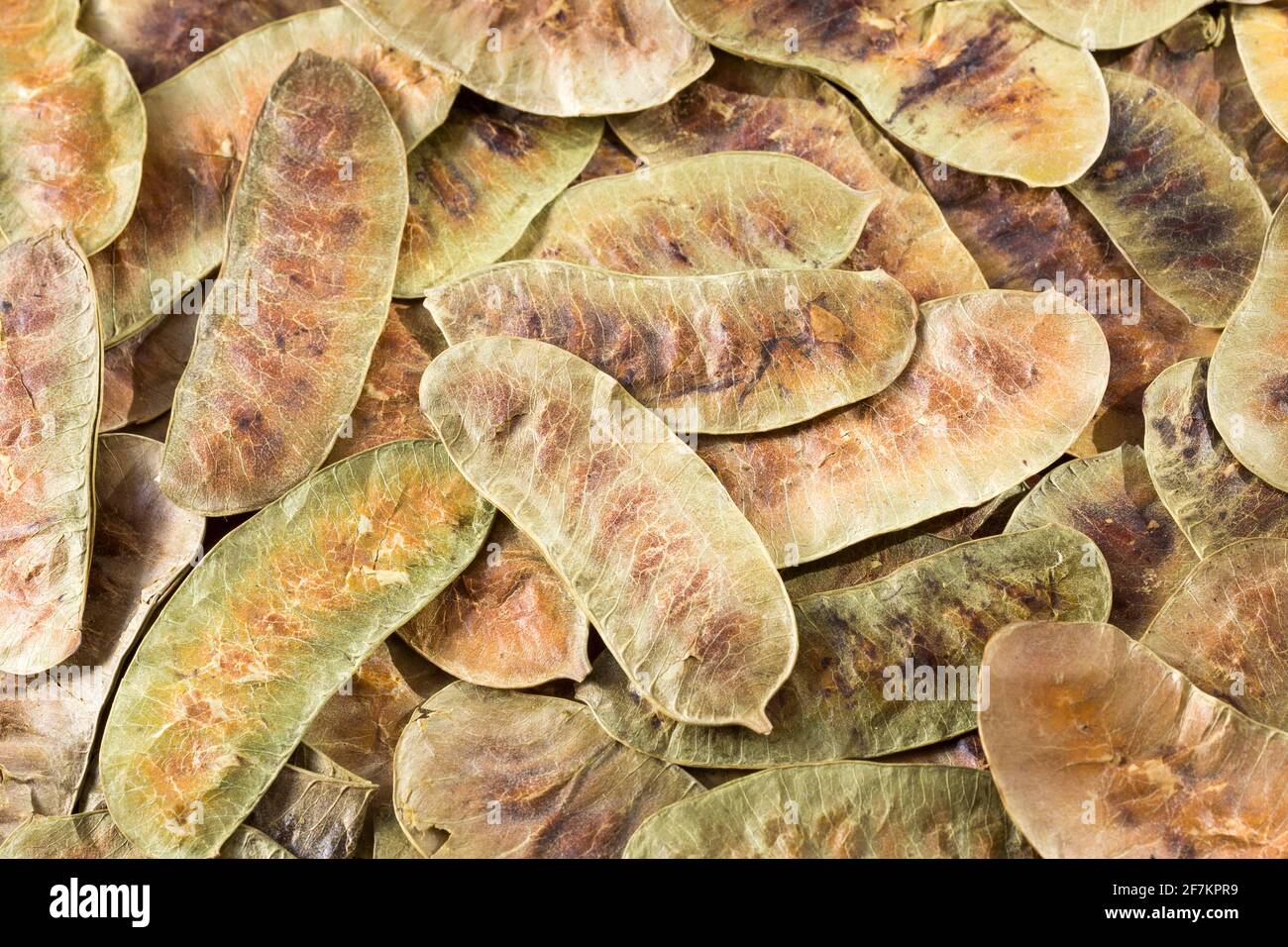 Acacia pods hi-res stock photography and images - Alamy