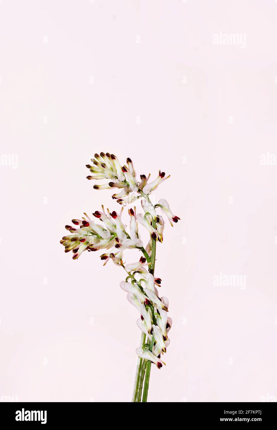 White flowers of common fumitory -fumaria officinalis - against pink ...