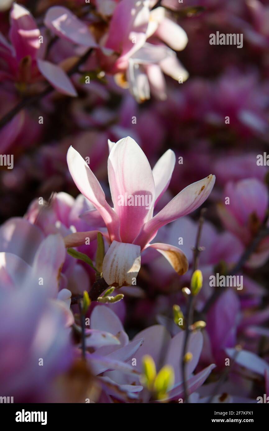 Tree flower plant macro hi-res stock photography and images - Alamy