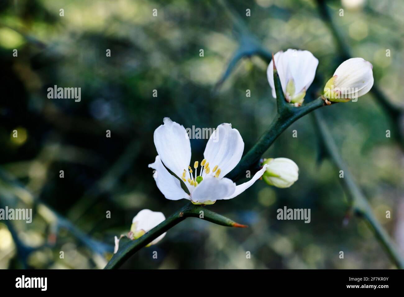 Citrus trifoliata poncirus trifoliata hi-res stock photography and ...