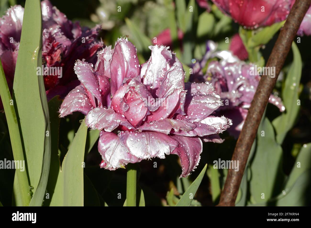 Vibrant colorful flower with its many interesting petals shapes adding ...