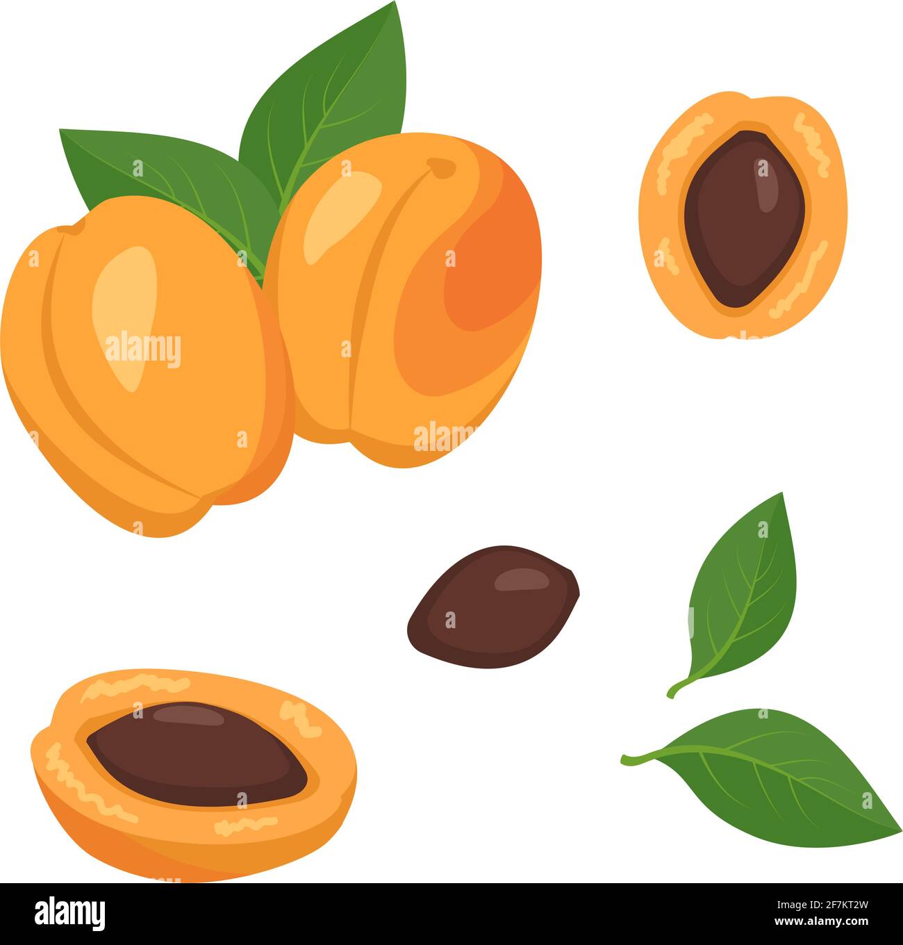 Apricot fruits green leaf Stock Vector Images - Alamy
