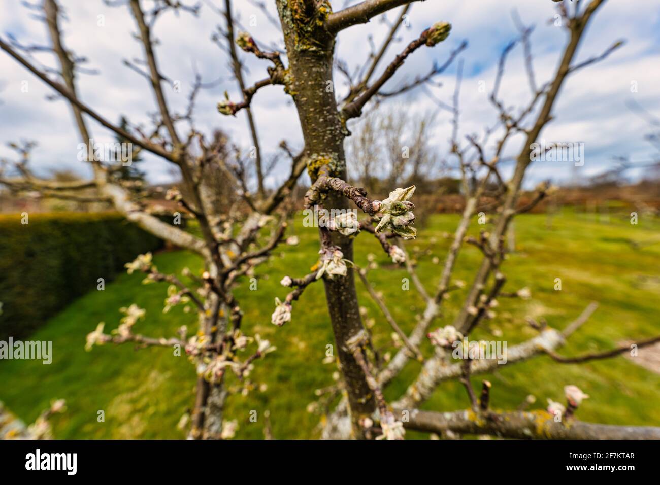 Budding trees hi-res stock photography and images - Alamy