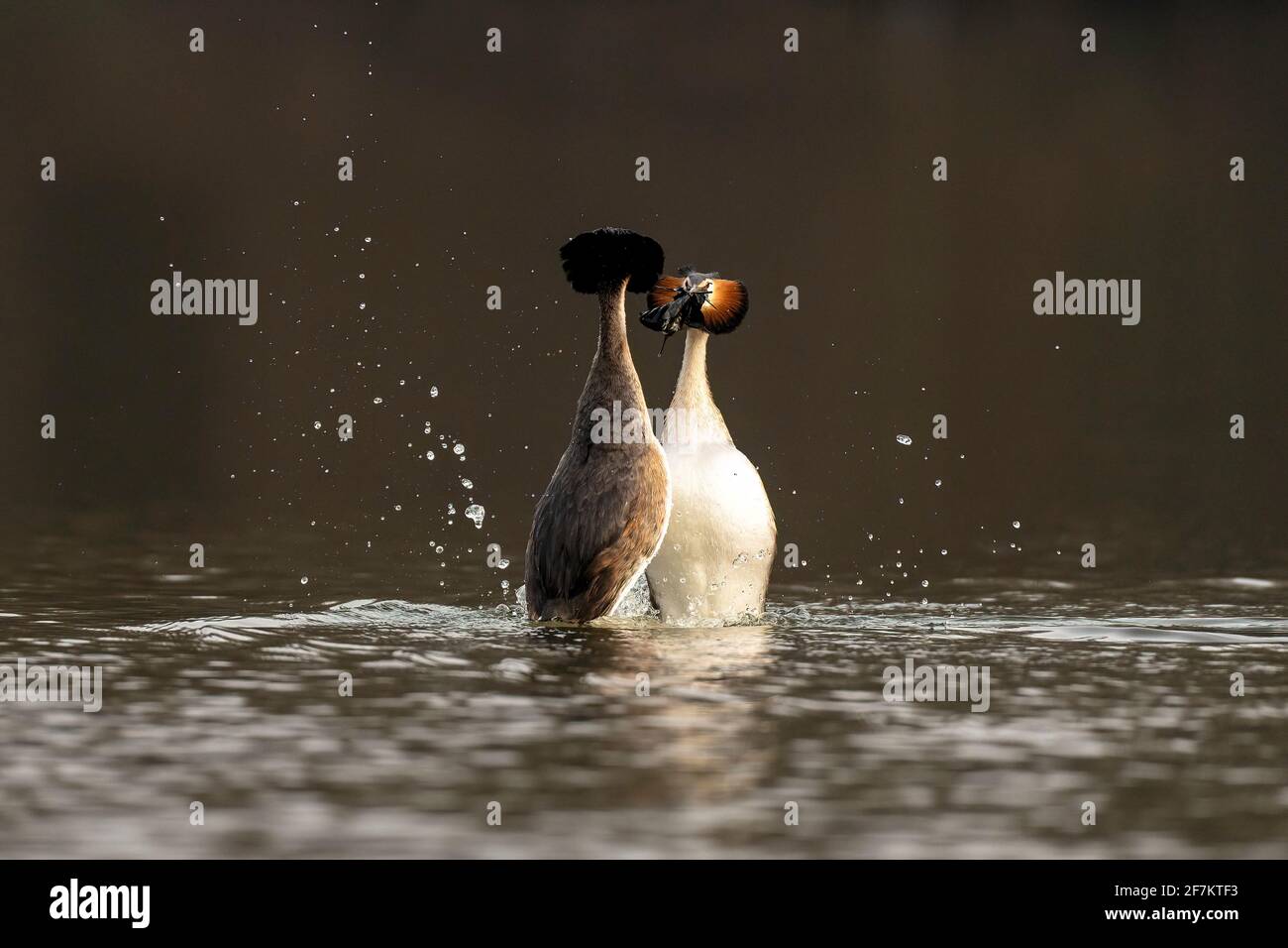 Great crested grebes (Podiceps cristatus) pair performing part of the ...
