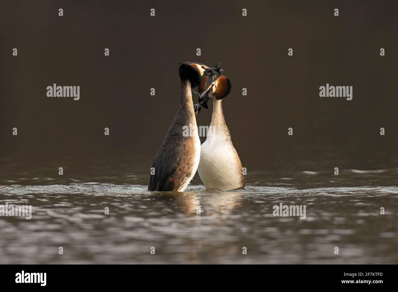 Great crested grebes (Podiceps cristatus) pair performing part of the ...