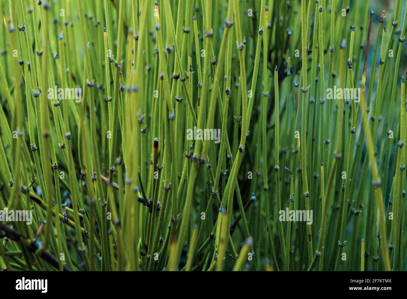 Green shoots desert hi-res stock photography and images - Alamy