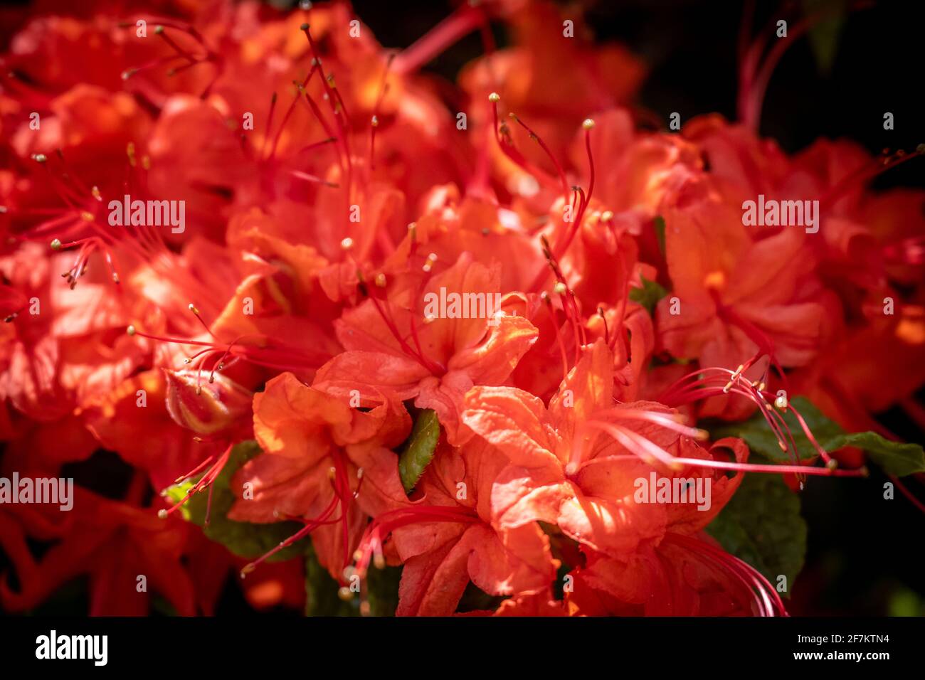 Close Up of Flame Azaleas blooming on Gregory Bald in Great Smoky ...