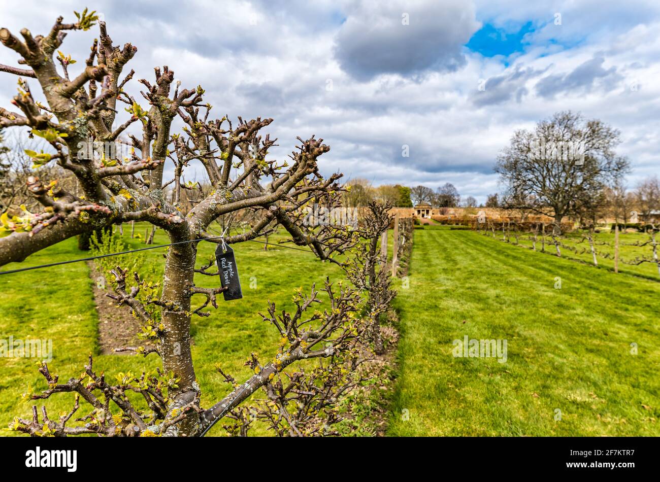 Devil tree hi-res stock photography and images - Alamy