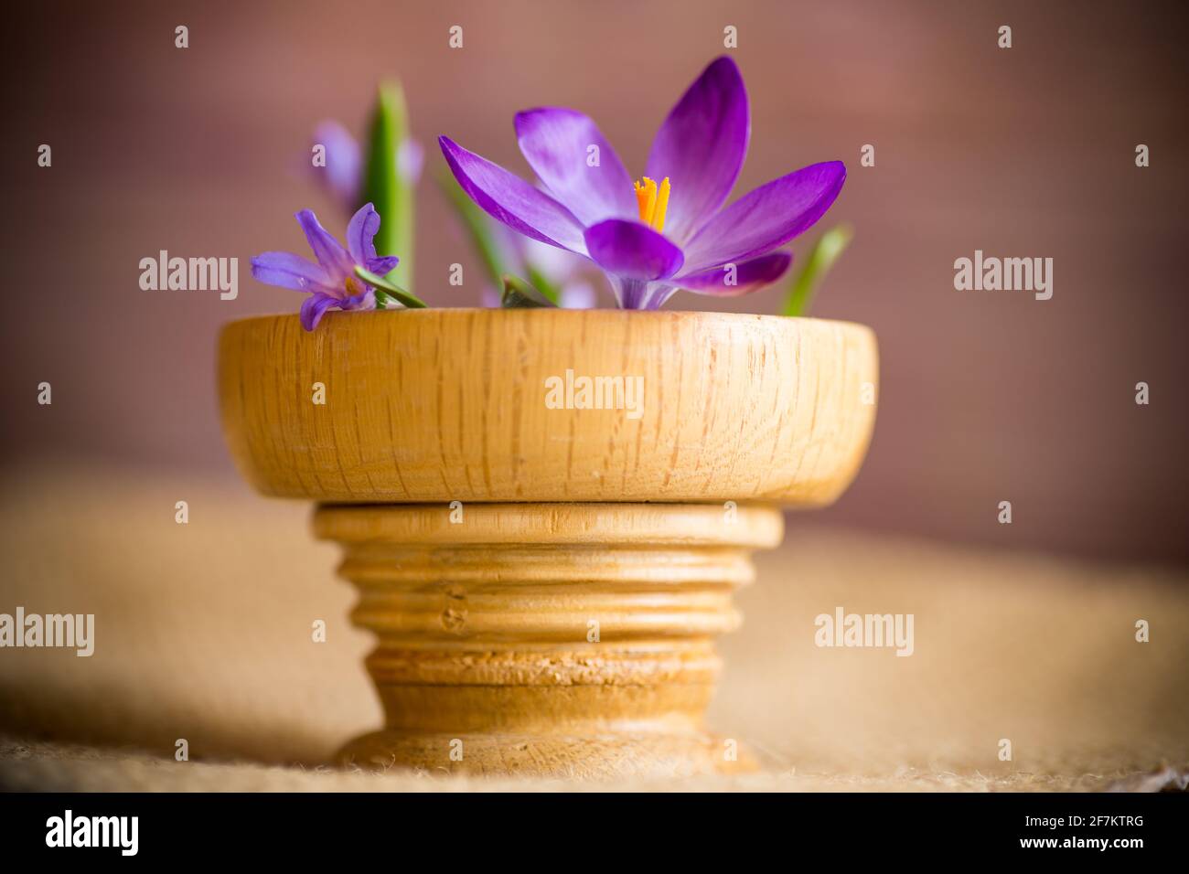 Crocuses crocus in pot garden hi-res stock photography and images - Alamy