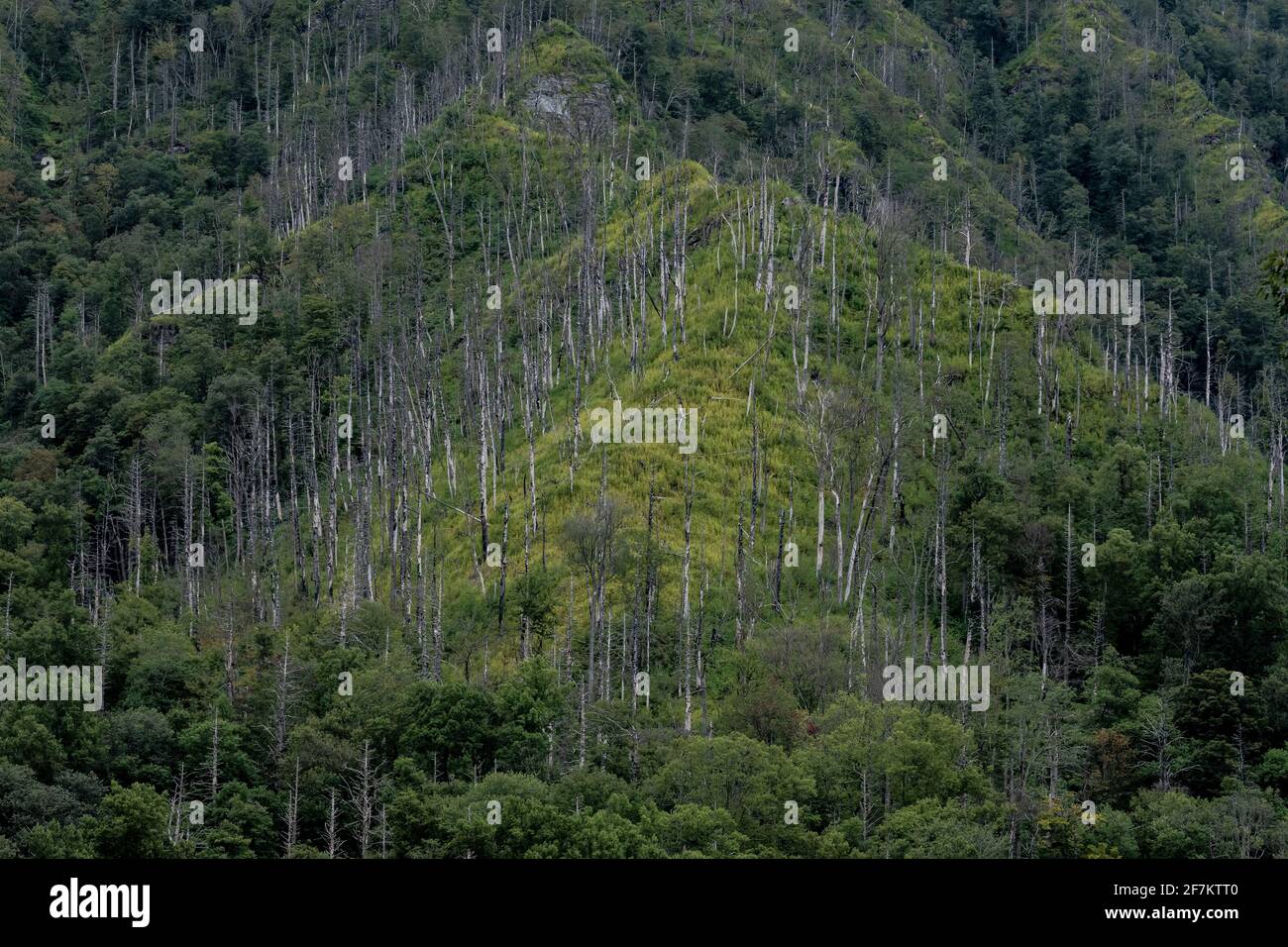 Dead trees stand hi-res stock photography and images - Alamy