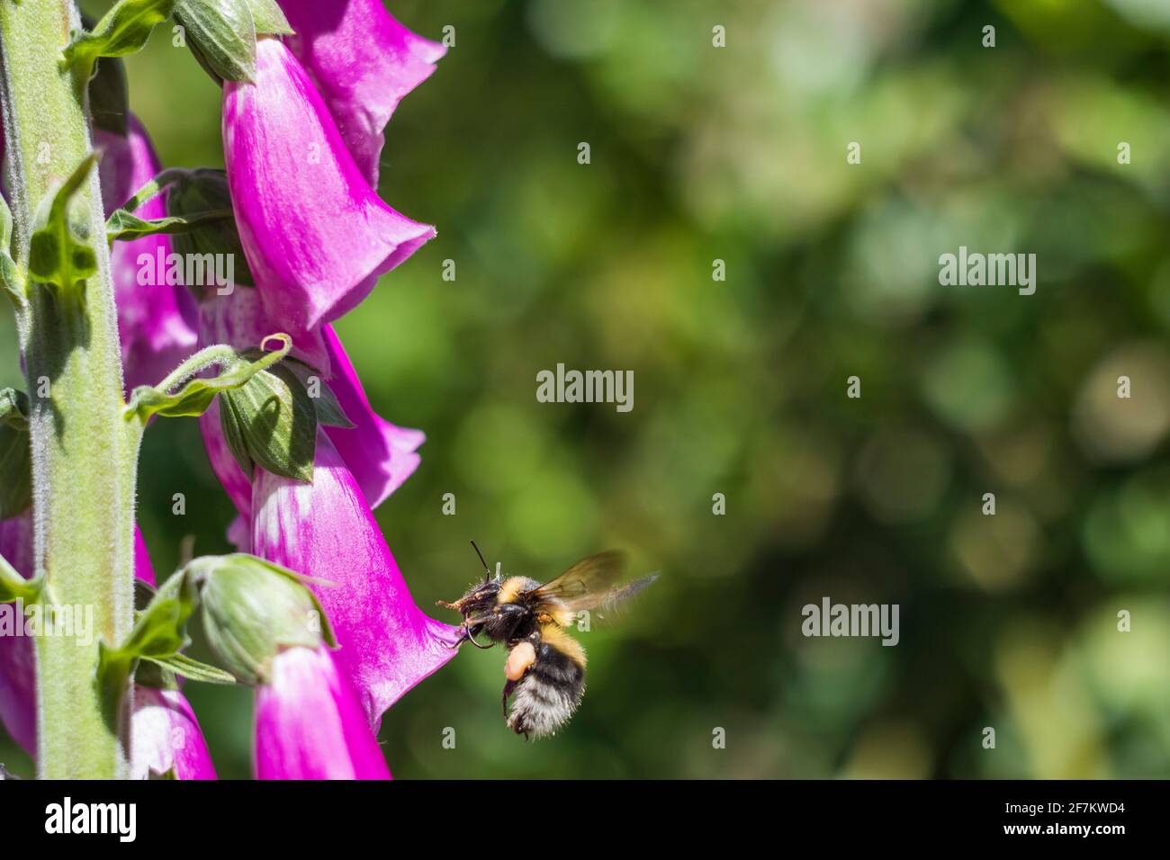 Bumblebee fly to Purple Foxglove Stock Photo - Alamy