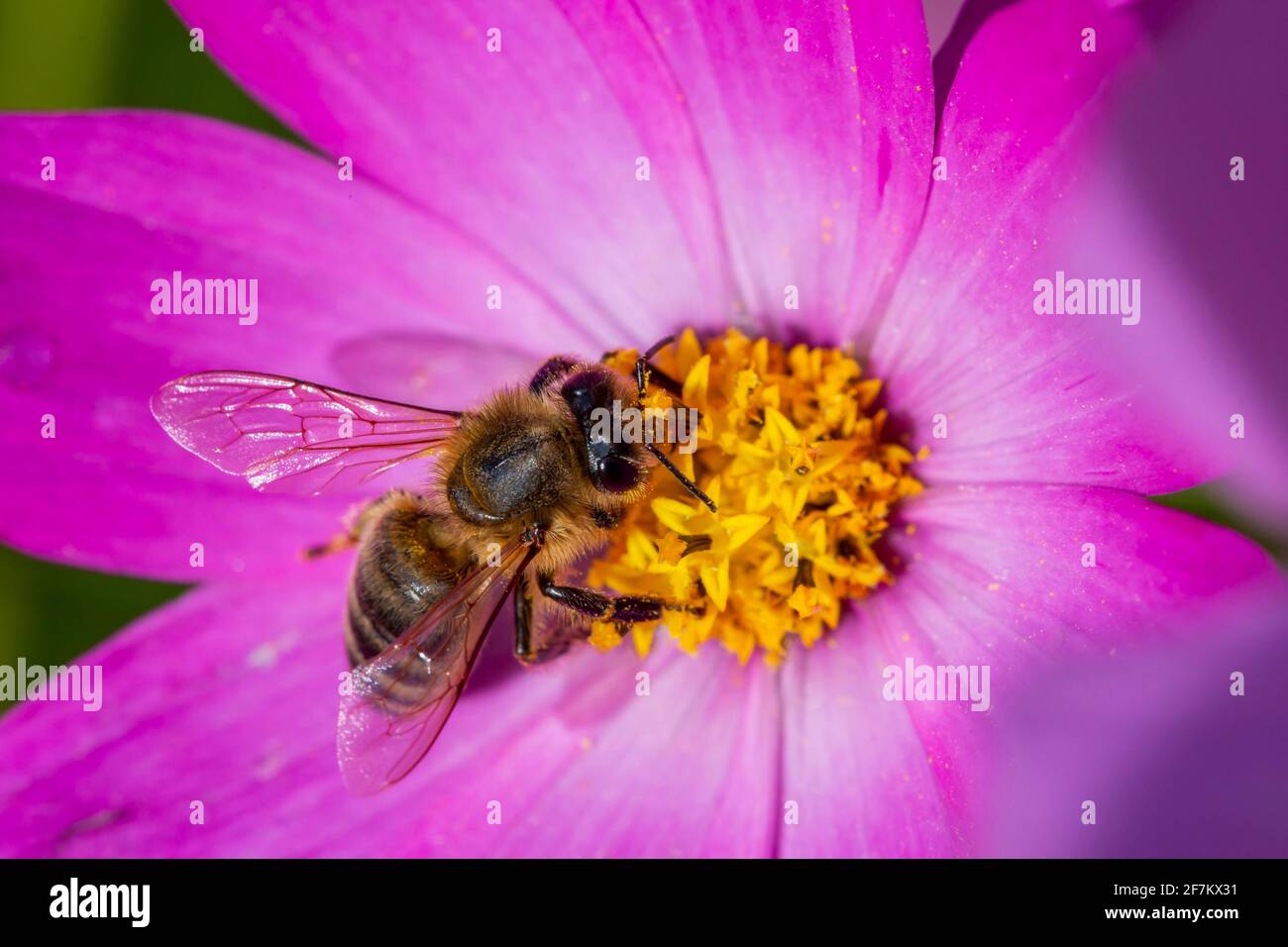 Pink flower bee hi-res stock photography and images - Alamy