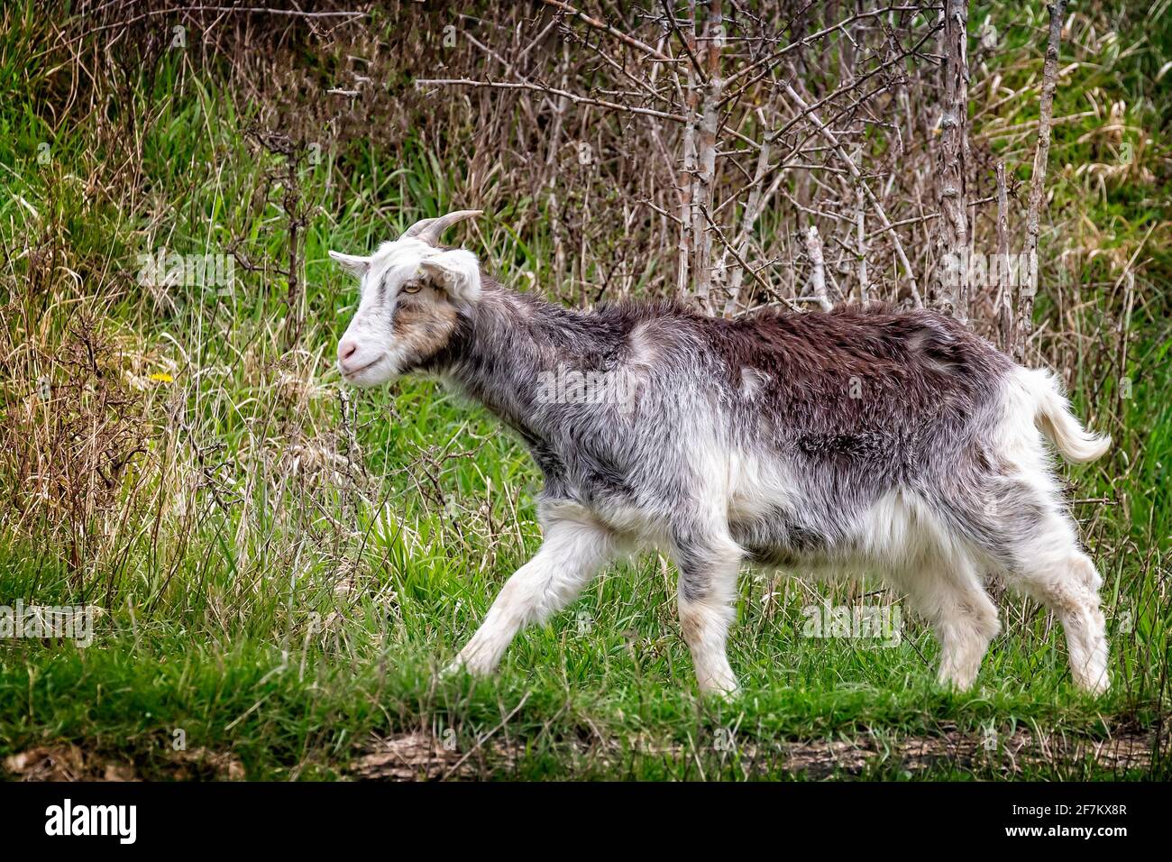 Goat trotting hi-res stock photography and images - Alamy