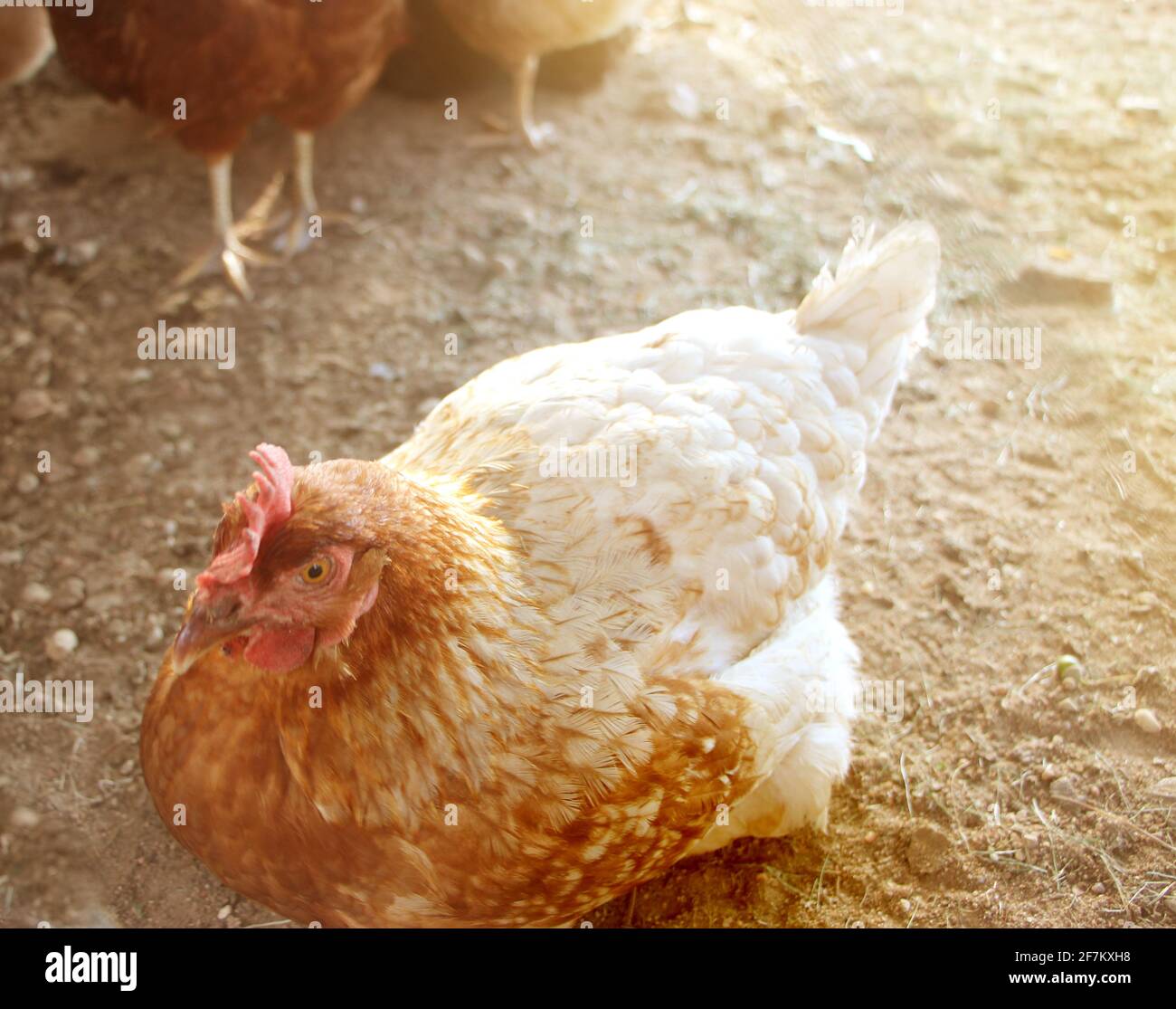 Red coloured feather hen sitting in a farm background. Selective focus ...