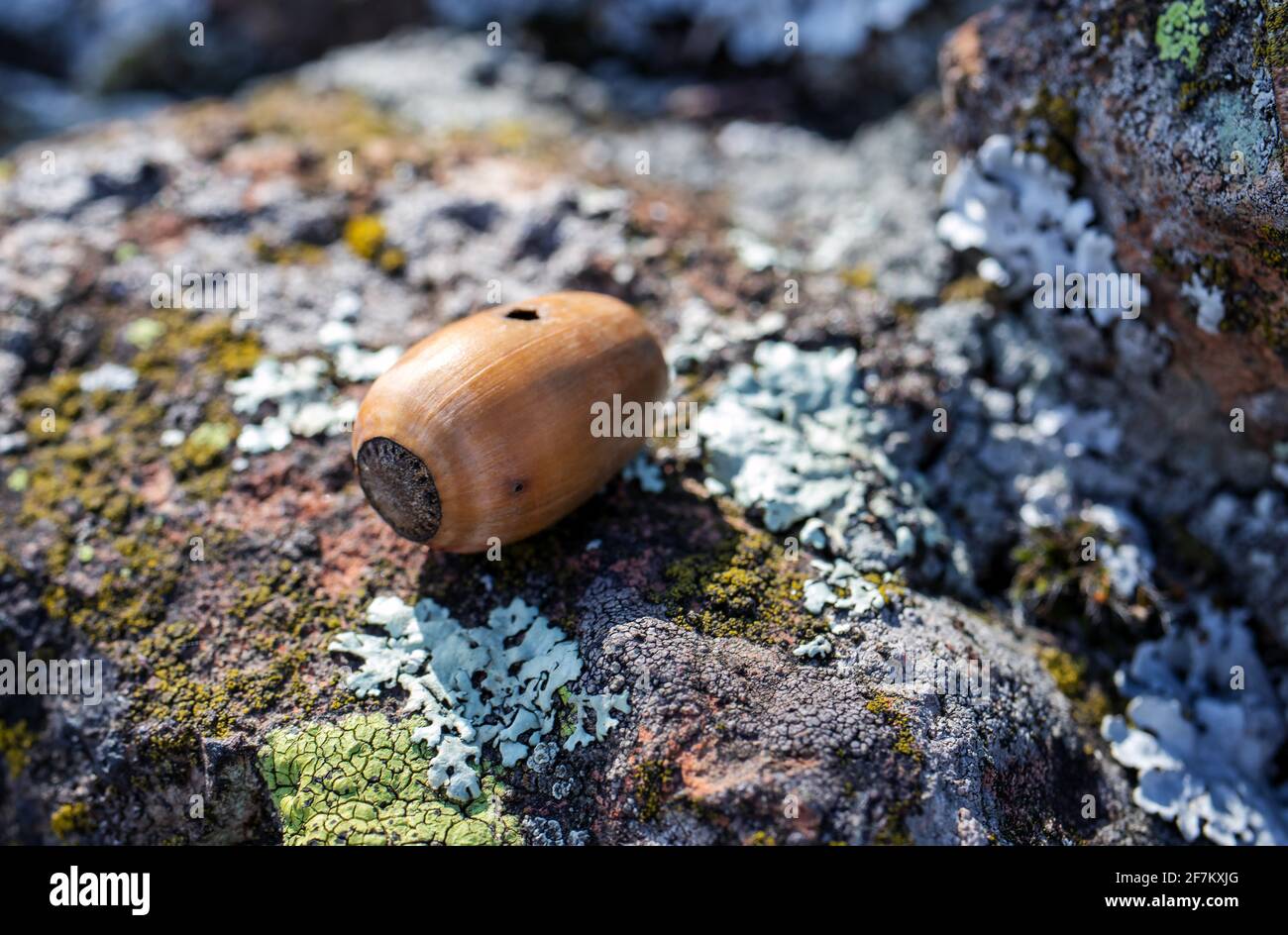 Acorn rock hi-res stock photography and images - Alamy