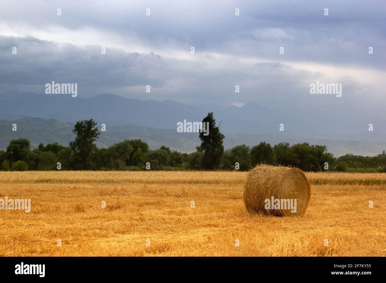 Rolls of haystacks on the field hi-res stock photography and images - Alamy