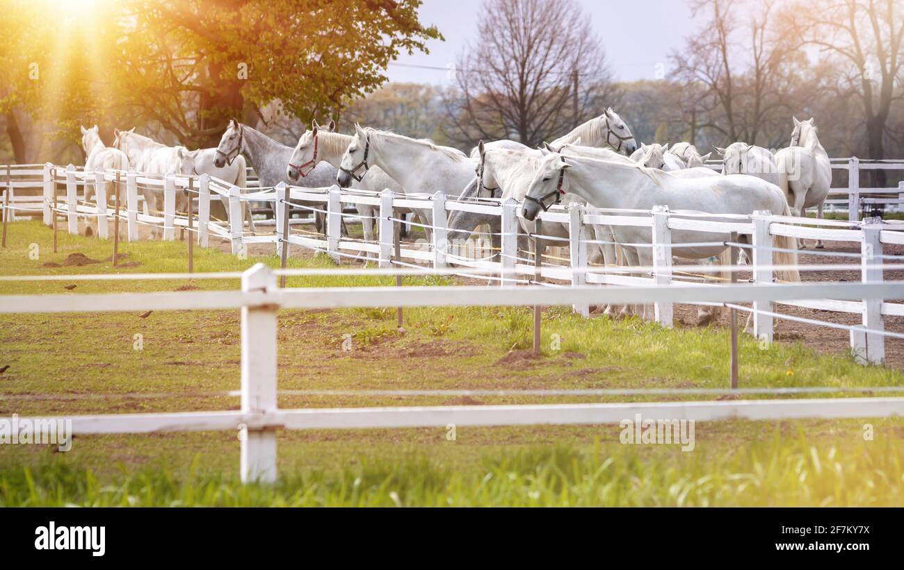 Old Kladruby Horse in Czech Republic Stock Photo - Alamy