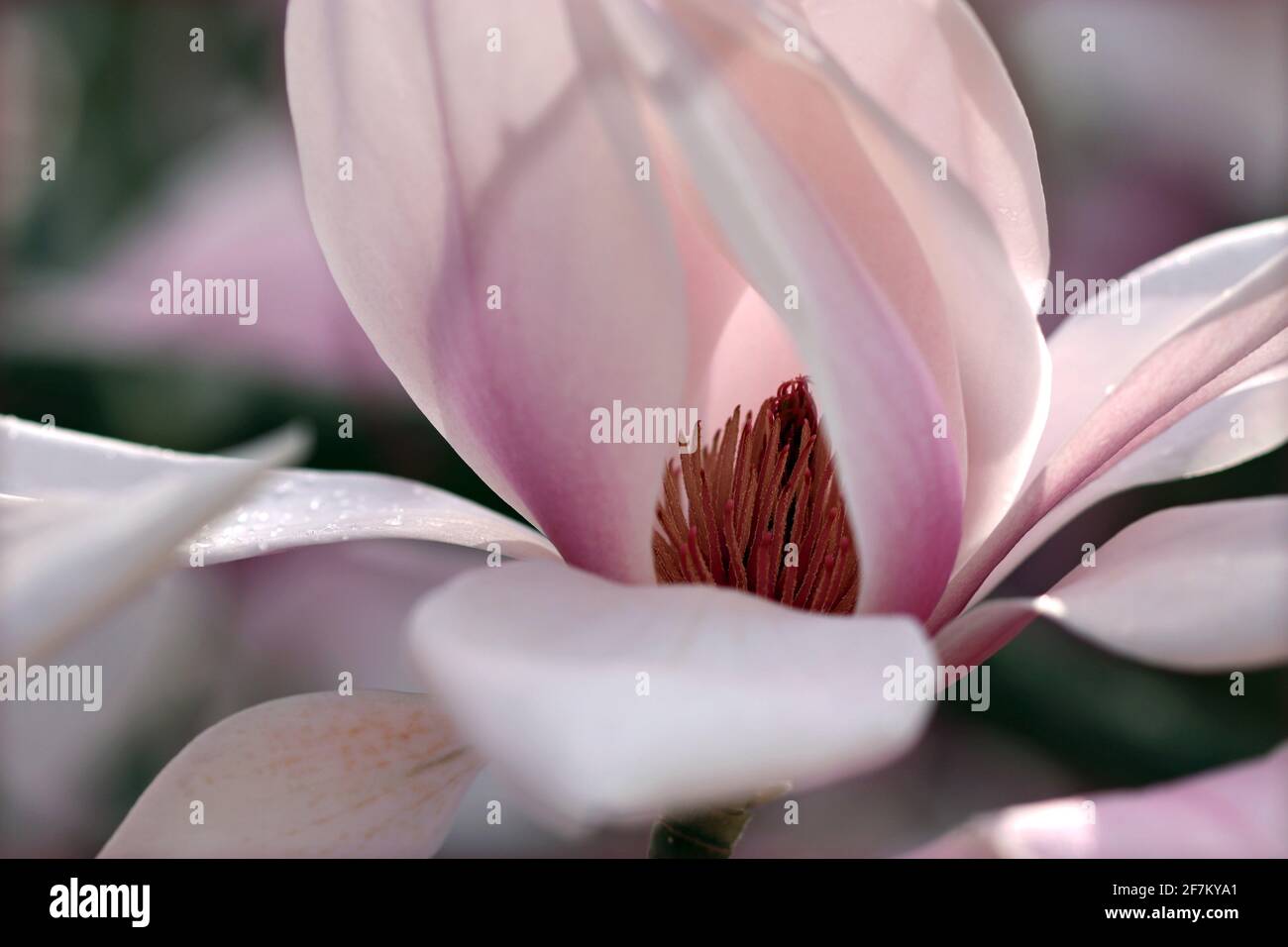 Elegant tepaled magnolia bloom hi-res stock photography and images - Alamy