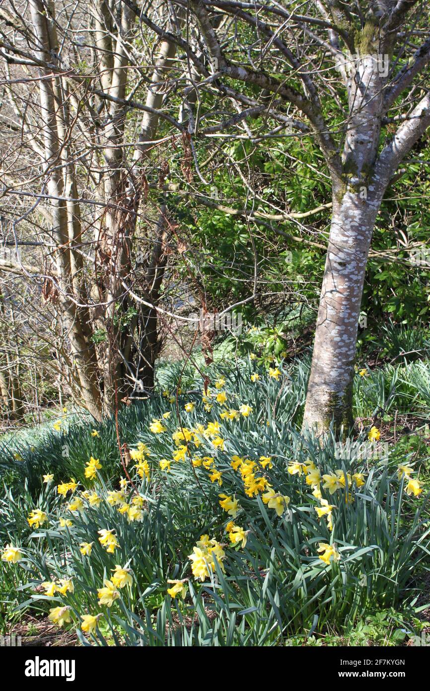 Daffodils growing in woodlands hi-res stock photography and images - Alamy