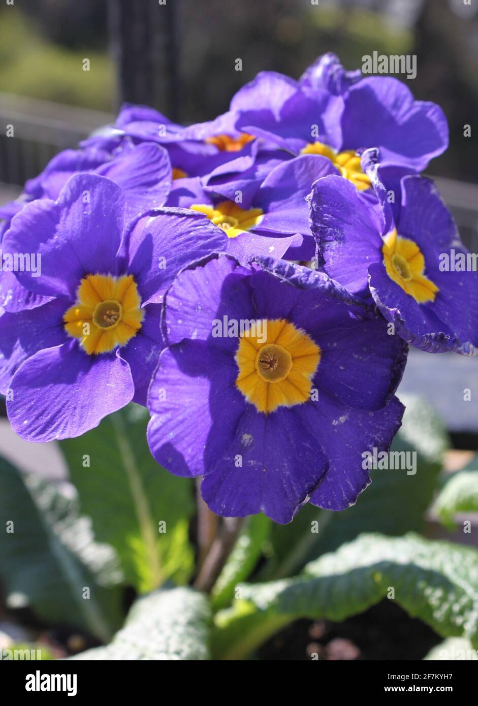 Wild primroses uk hi-res stock photography and images - Alamy