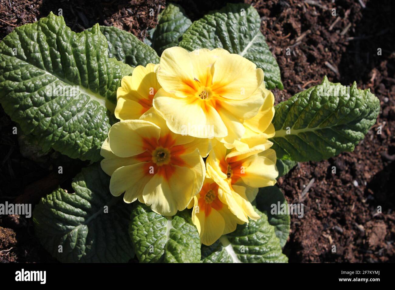 Bold coloured primroses hi-res stock photography and images - Alamy