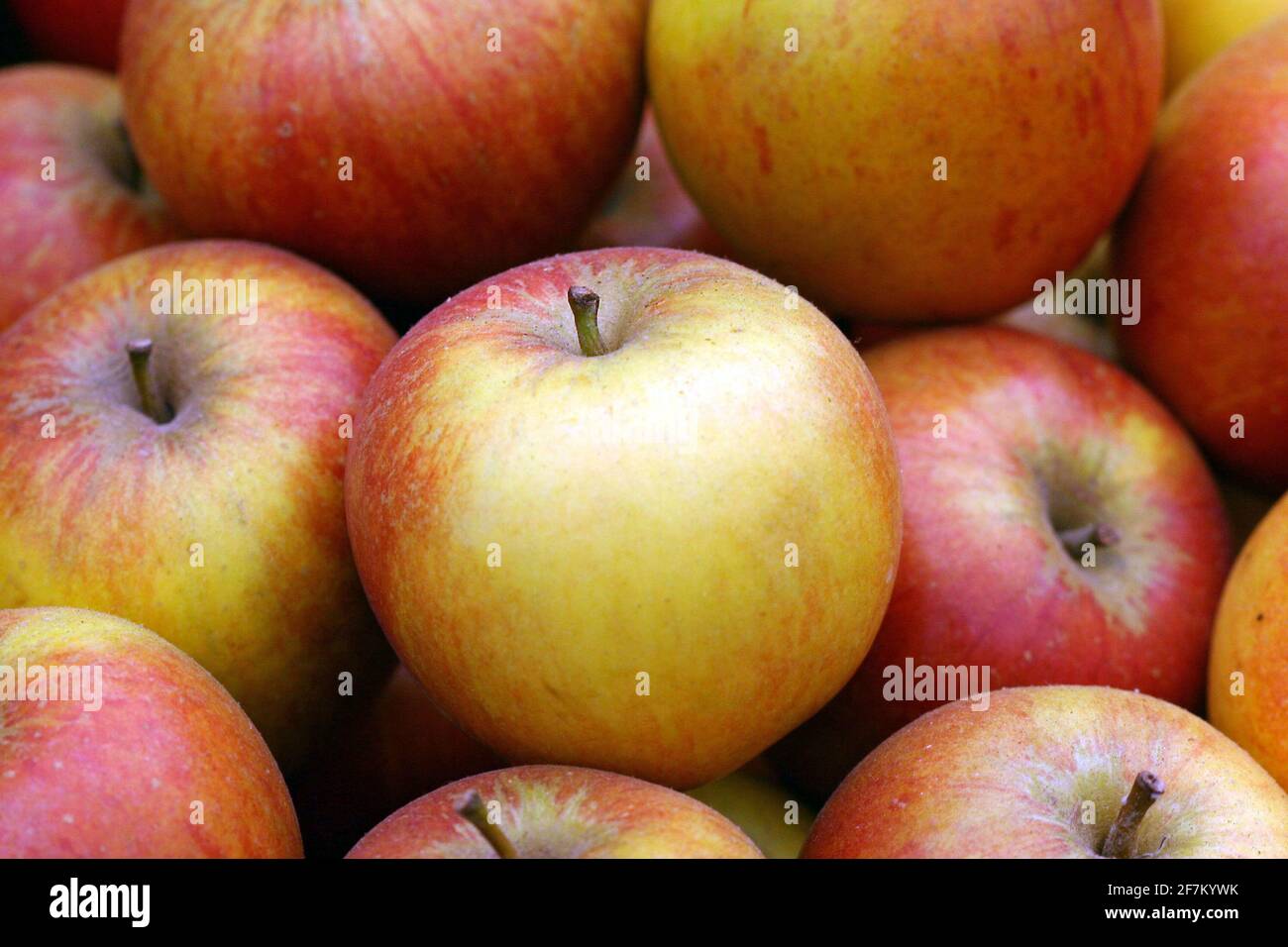 A rich harvest of apples hi-res stock photography and images - Alamy