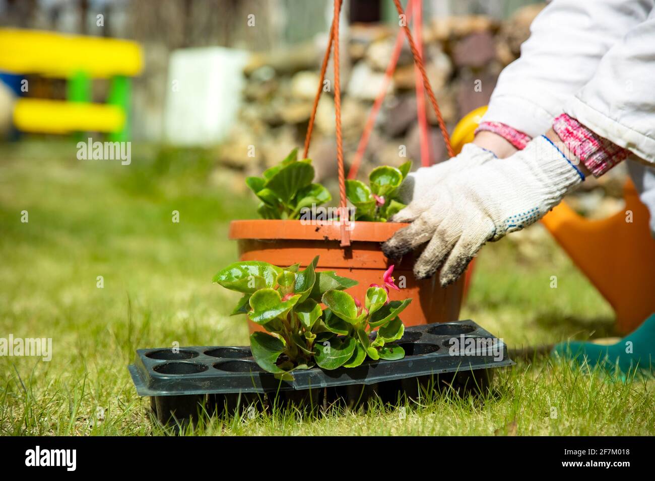 planting plants. a woman plants young sprouts in the ground. close-up ...