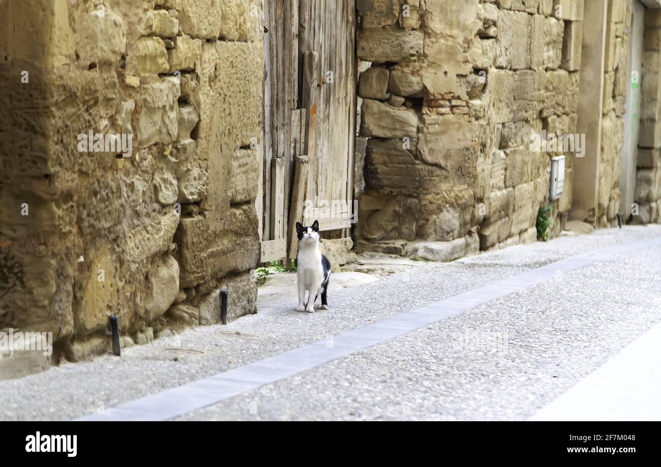 Detail of abandoned cat in an old street of a town Stock Photo - Alamy