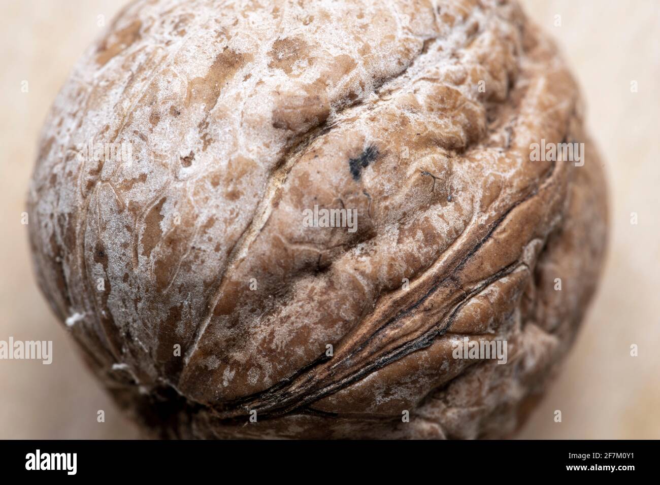 Texture of walnut hi-res stock photography and images - Alamy