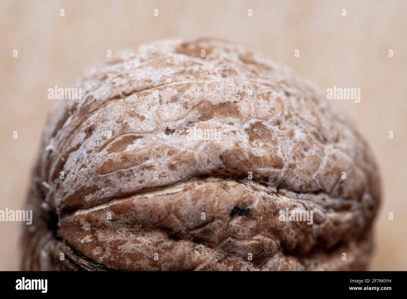Texture of walnut macro photo Stock Photo - Alamy