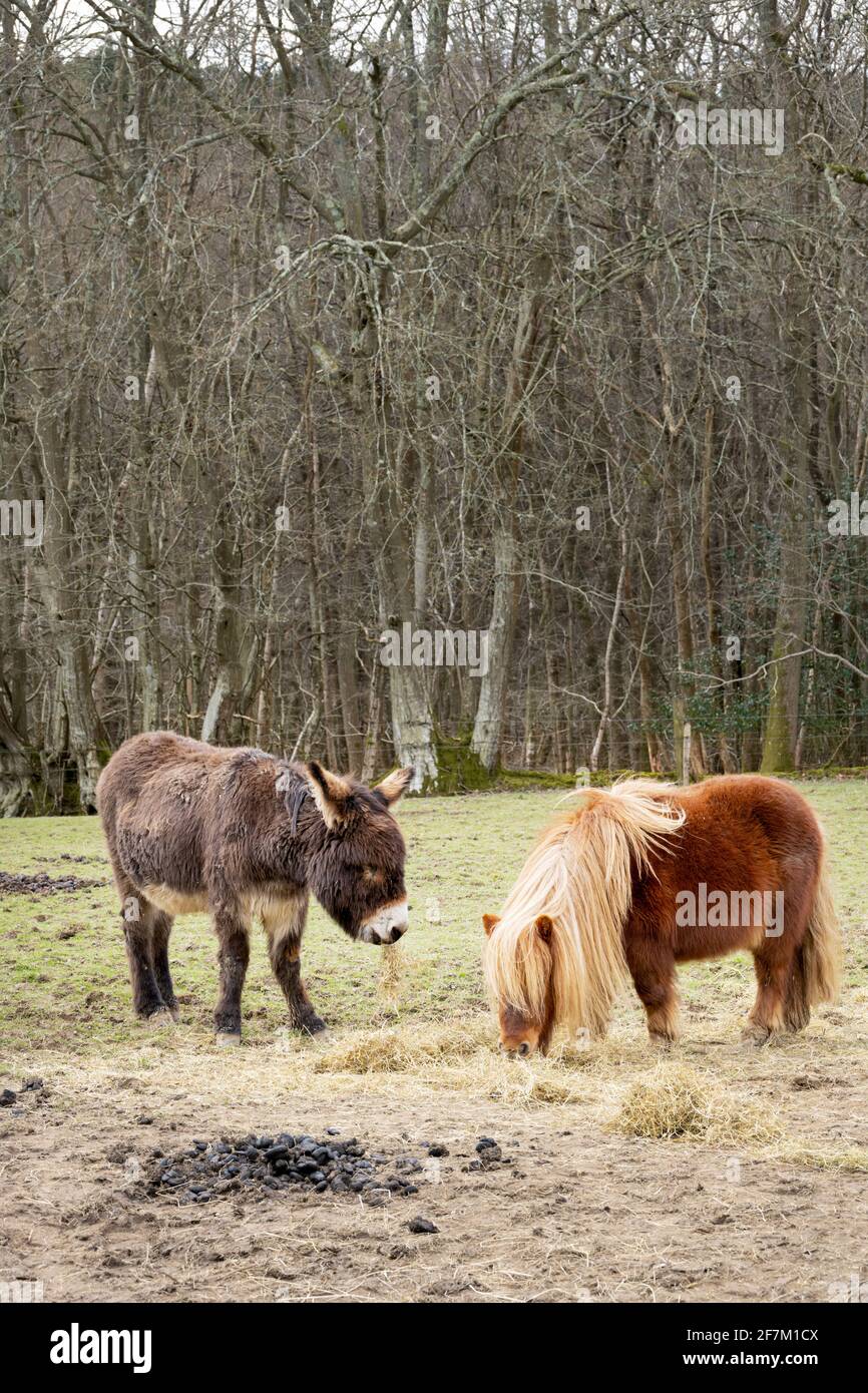 Cute little brown donkey and beautiful Shetland pony in a field eating ...