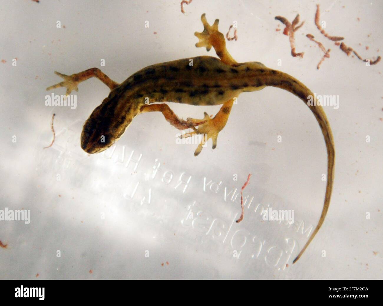 Newt at Tiggywinkles wildlife hospital in Buckinghamshire pic David ...