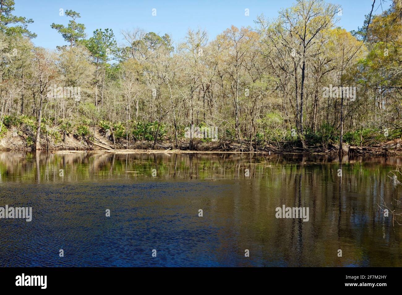 Santa Fe River sink, water goes underground, natural phenomenon ...