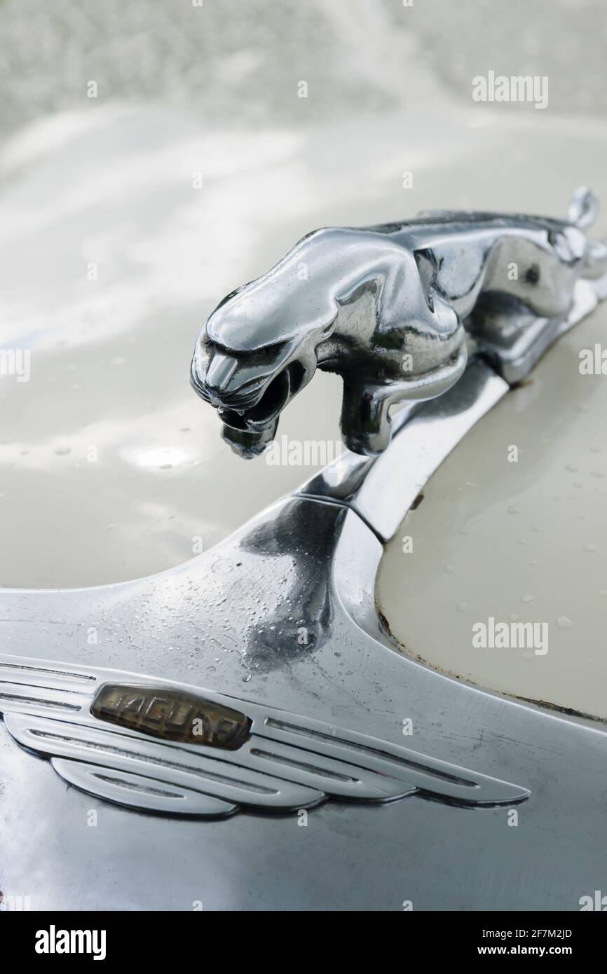 Vintage Jaguar car with the famous Leaping Jaguar logo hood ornament ...